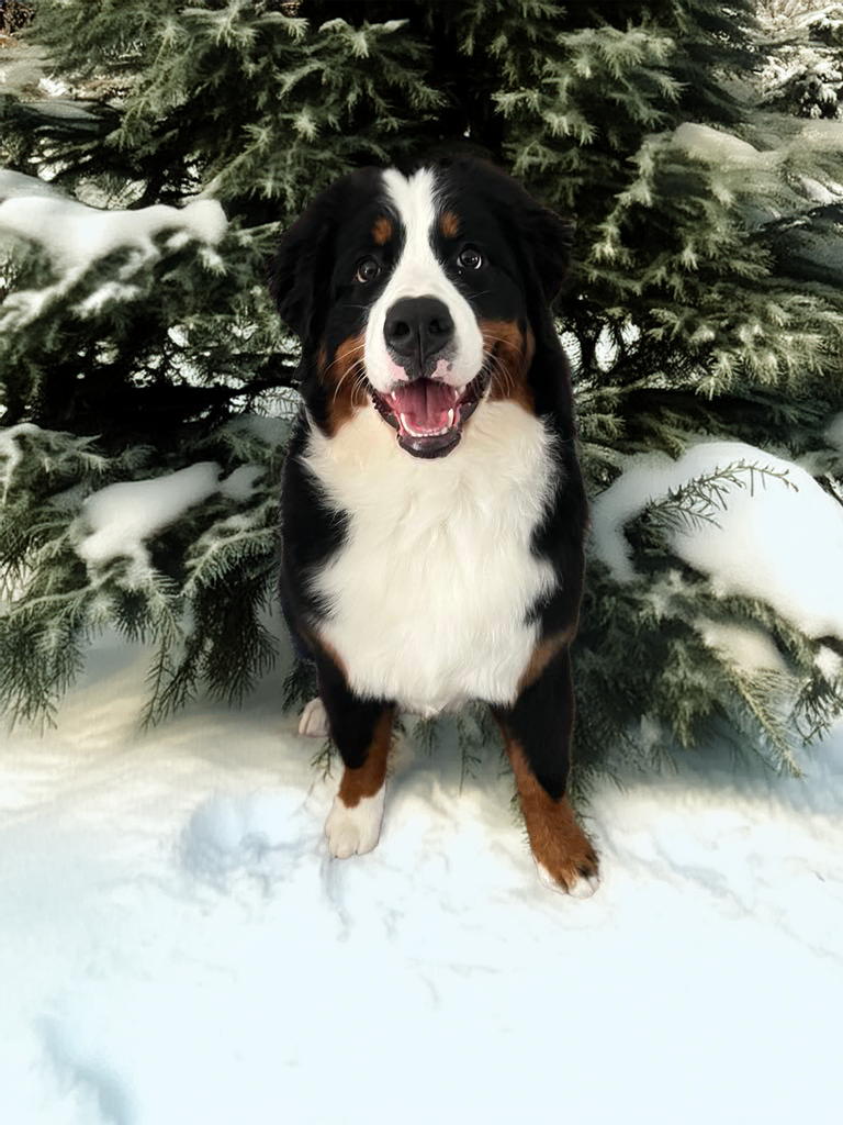 Luna - Swiss Destiny Bernese Mountain Dogs