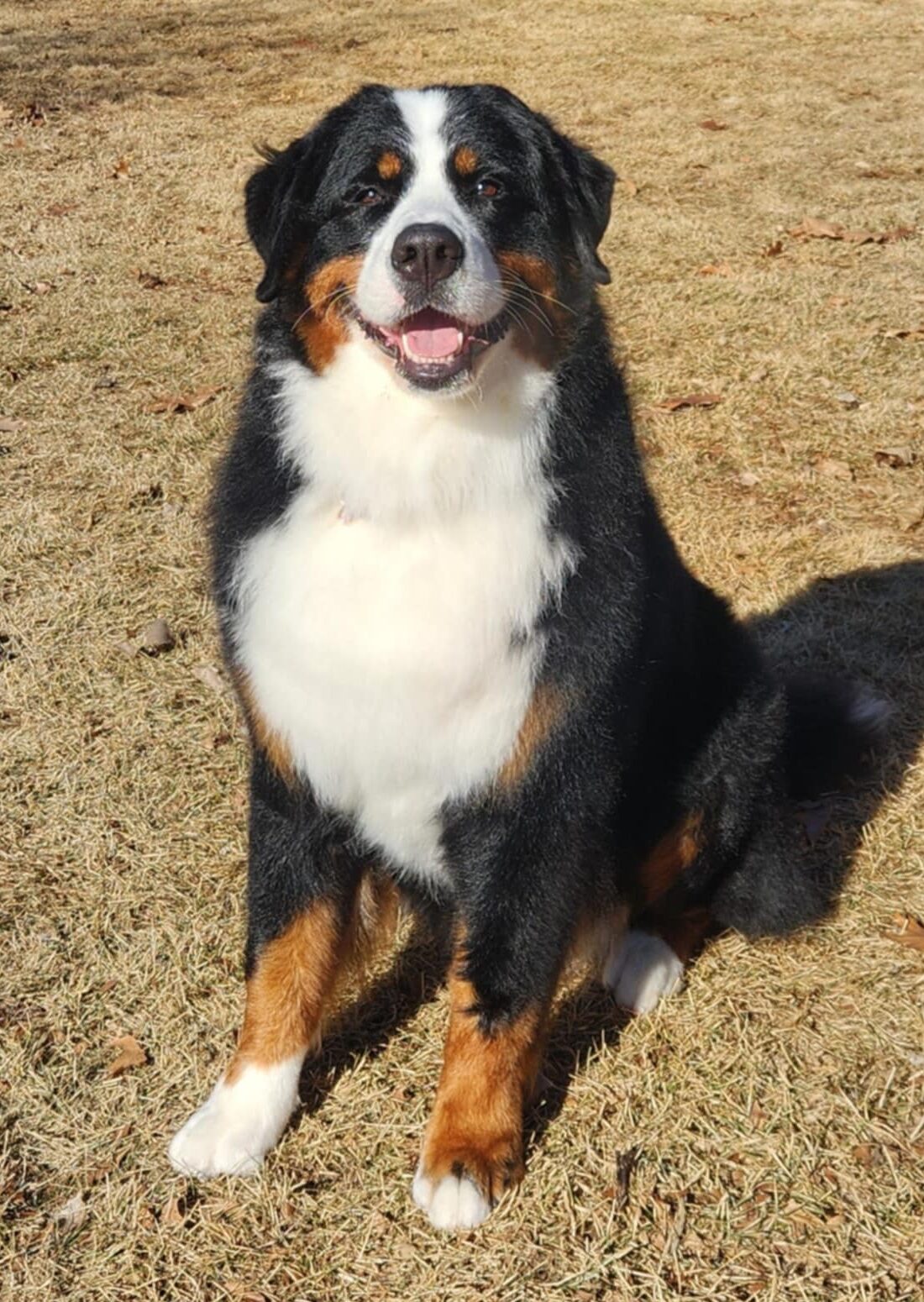 Luna - Swiss Destiny Bernese Mountain Dogs